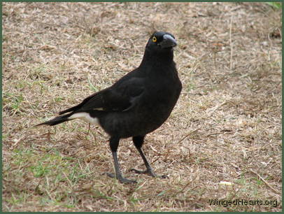 Currawongs | WingedHearts.org